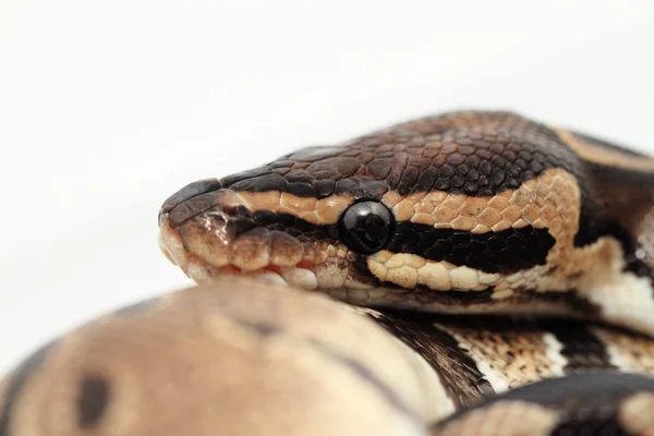 Ball Python close up Stock Photo by ©Adrx 39848279