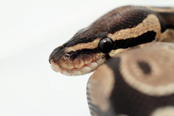Ball Python close up Stock Photo by ©Adrx 39848279