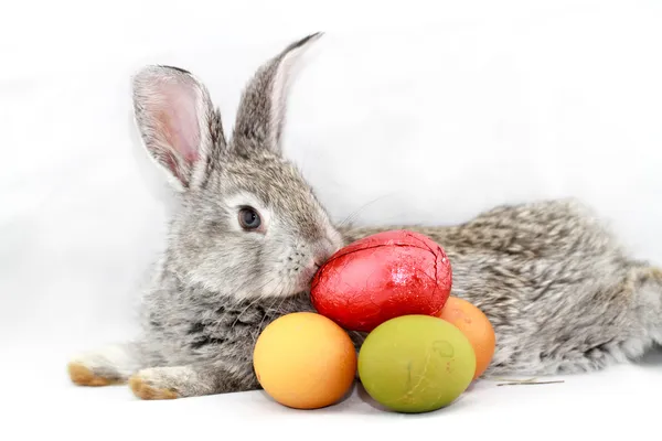 Gray rabbit | Gray rabbit — Stock Photo © Adrx #37045823