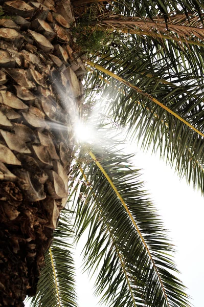 Sprinkler palm trees Stock Photos, Royalty Free Sprinkler palm trees ...