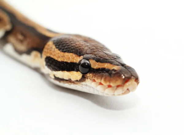 Ball Python close up Stock Photo by ©Adrx 39848279