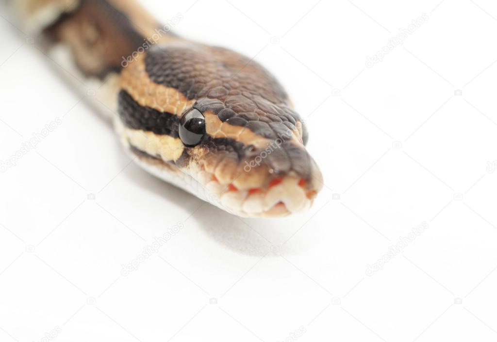 Ball Python close up Stock Photo by ©Adrx 39848279