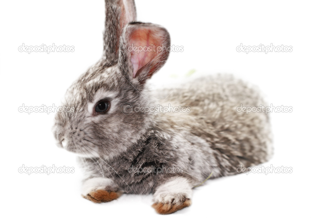 Gray rabbit — Stock Photo © Adrx #40083515