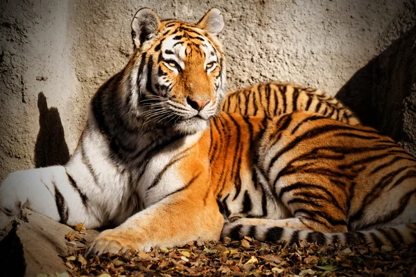 Tiger mum - Stock Image - Everypixel