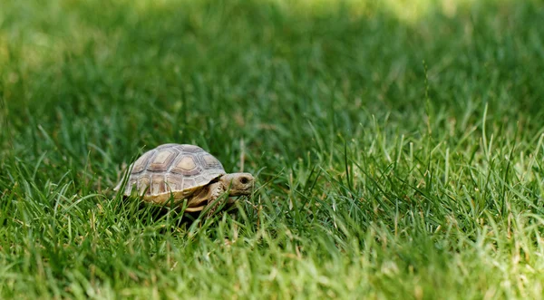 Little turtle - Stock Image - Everypixel