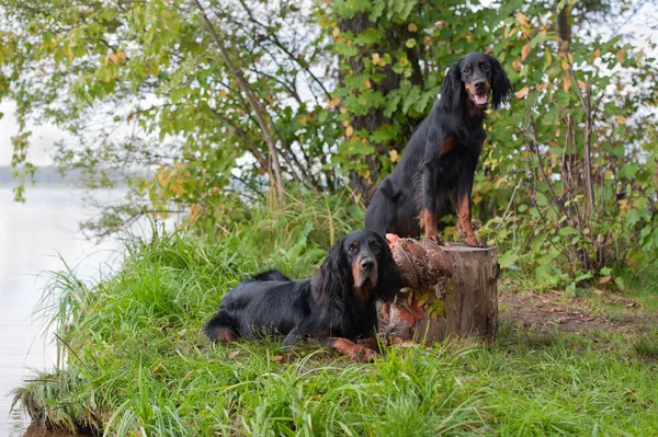 Scotland setter Pictures, Scotland setter Stock Photos & Images ...