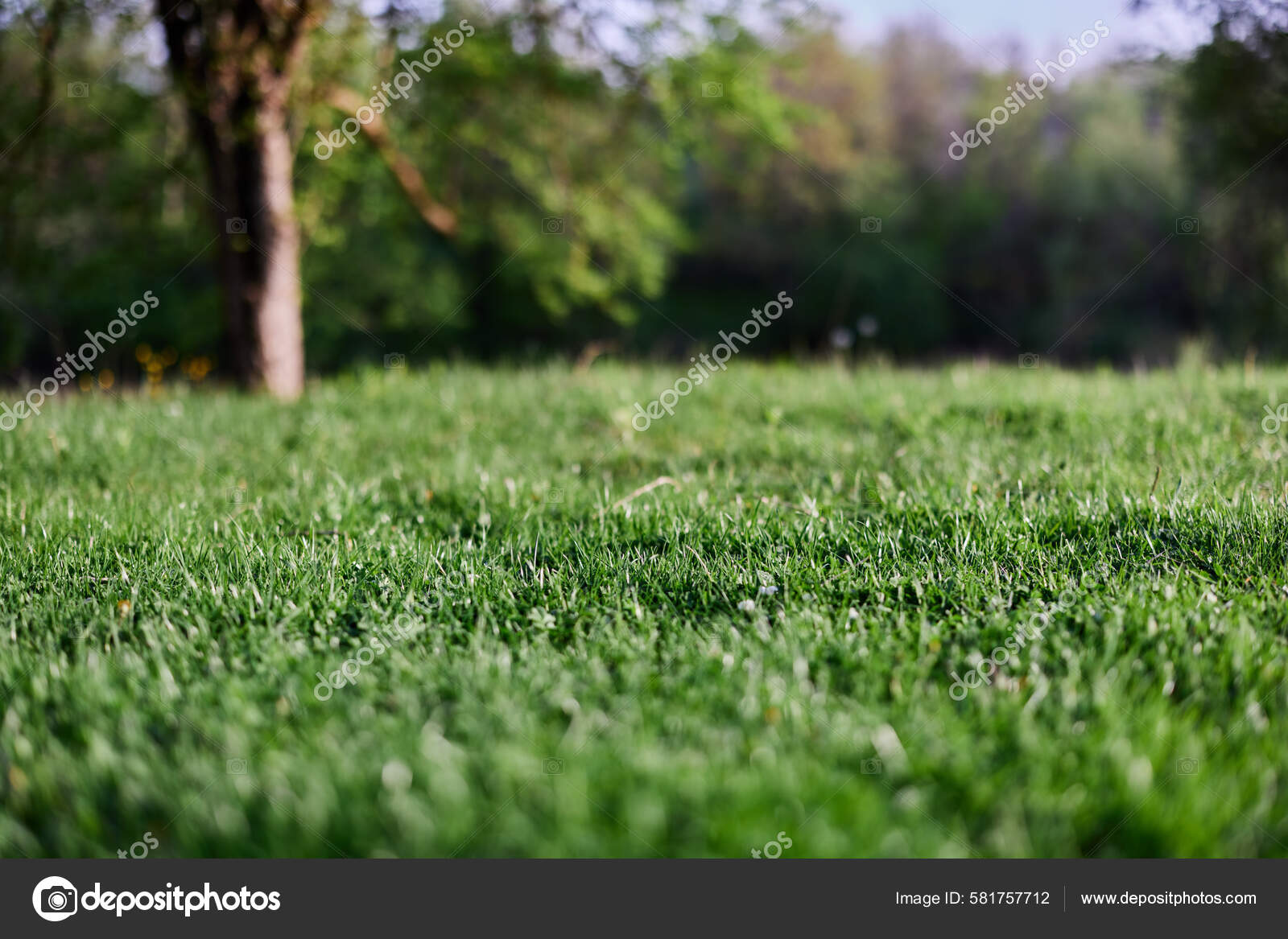 Green Spring Grass Growing Clearing Taken Close Sunlight High Quality ...