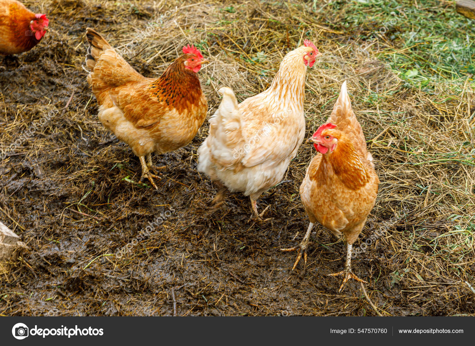 Free Range Farm Animals