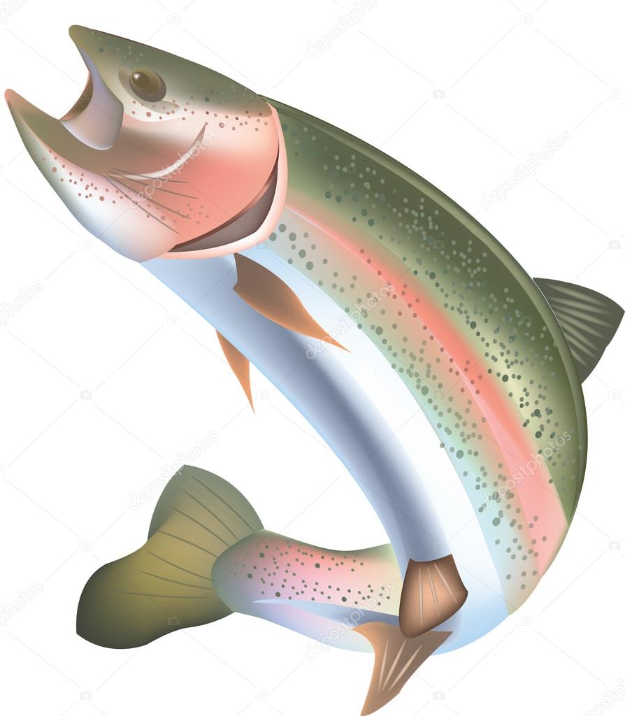 Rainbow trout Stock Vector Image by ©stanga190 #38460581