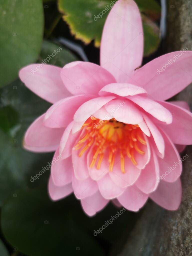 Ninfea Fabiola estanque plantas nenúfares plantas acuáticas 2024