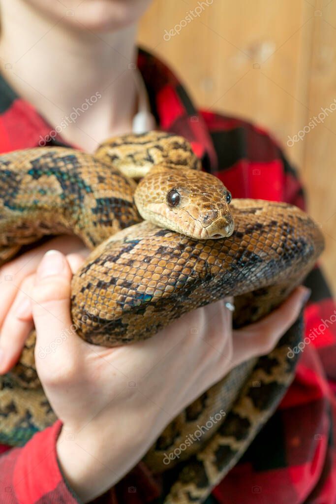 La serpiente Chilabothrus angulifer, - la boa cubana y la boa del árbol ...