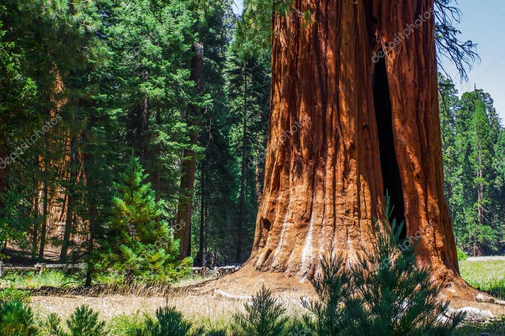 Grote sequoia bomen in sequoia national park — Stockfoto © ronnybas ...