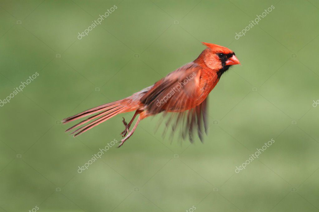 Male Cardinal Bird Flying