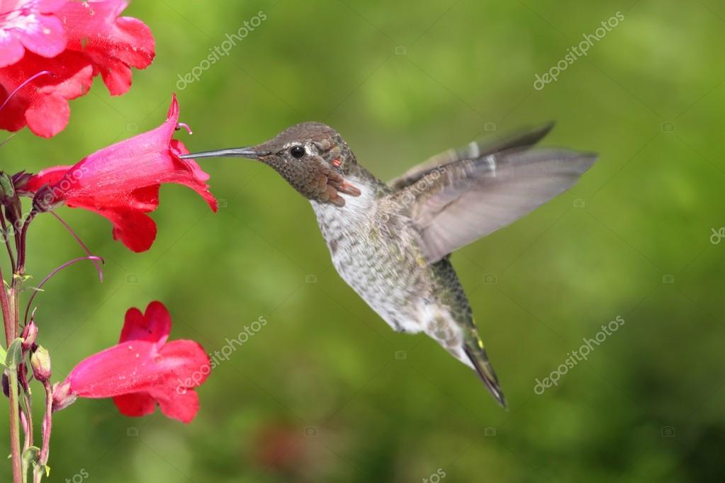 Colibrí de Annas (calypte anna ): fotografía de stock © steve_byland ...