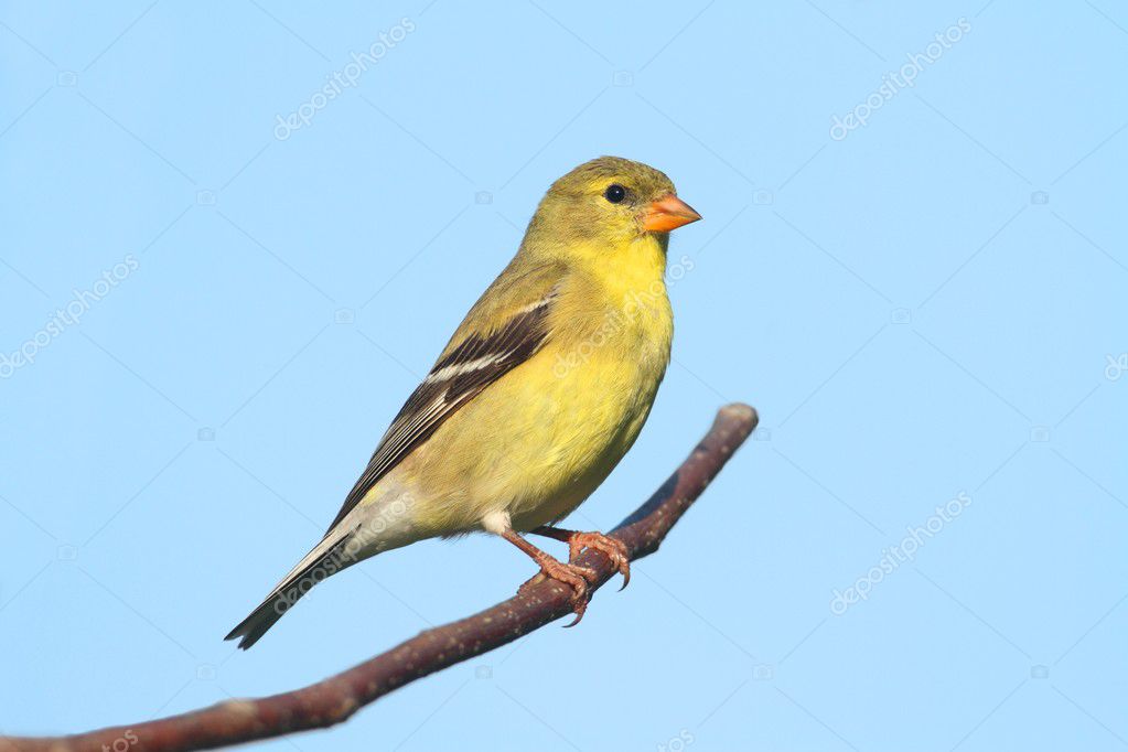 Goldfinch americano en una rama 2024