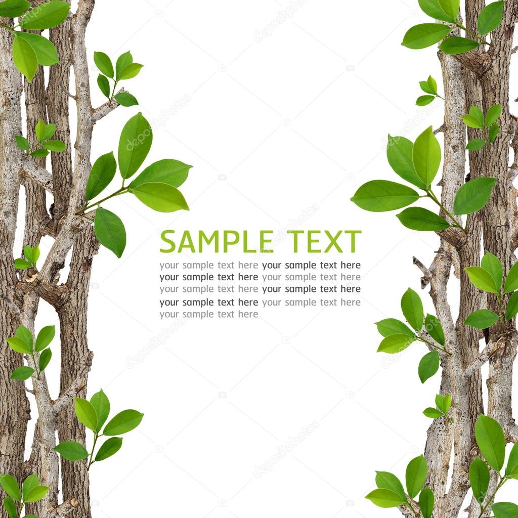 Green leaf frame — Stock Photo © graphixmania #42505101