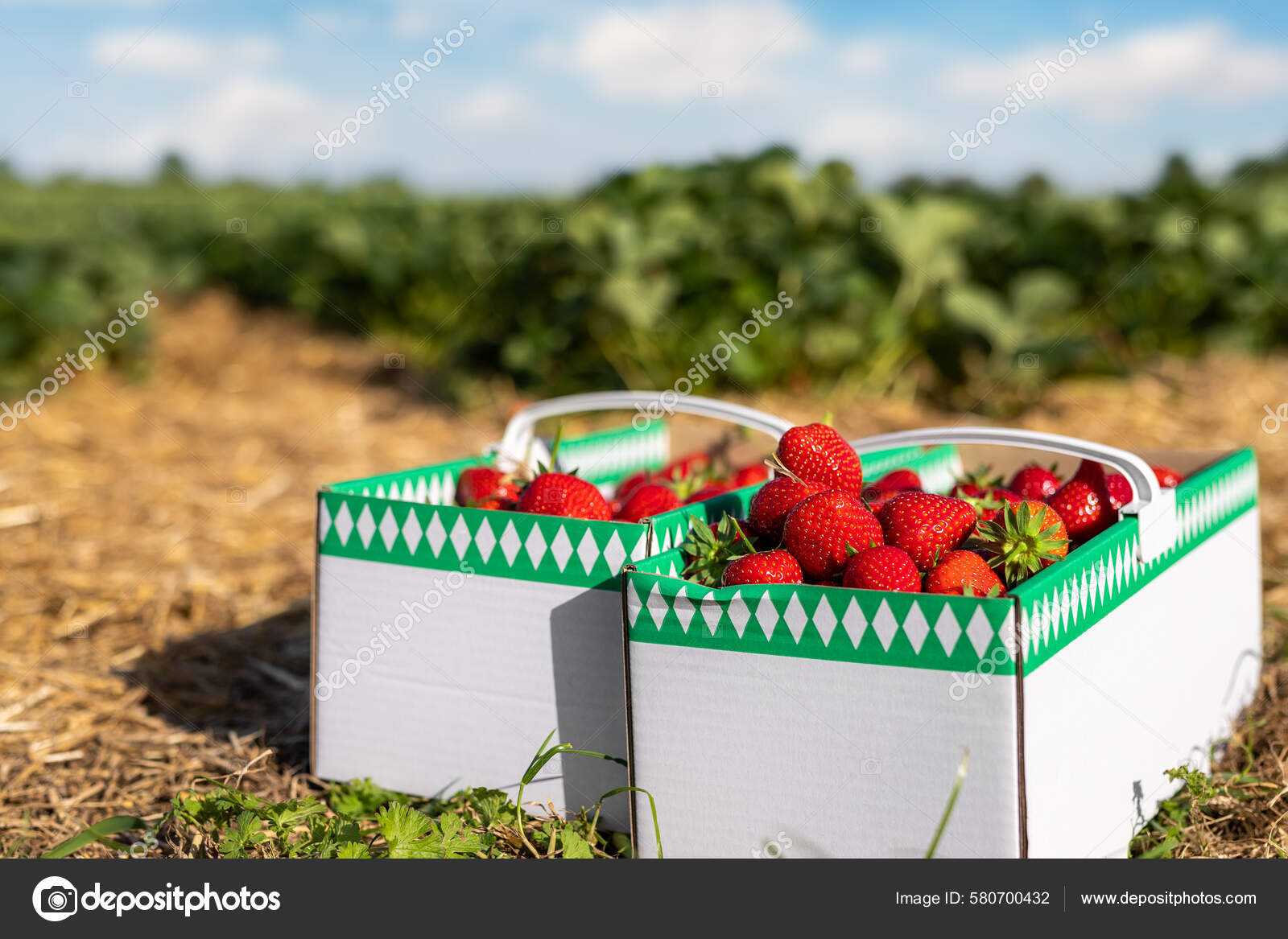 Close Two Big Cardboard Bio Paper Box Basket Fresh Ripe — Stock Photo ...