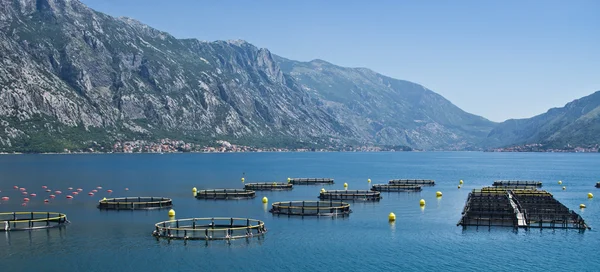 Fish farming Stock Photos, Royalty Free Fish farming Images | Depositphotos