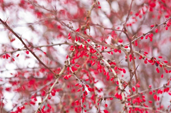Hojas de álamo rojo Stock Photos, Royalty Free Hojas de álamo rojo ...