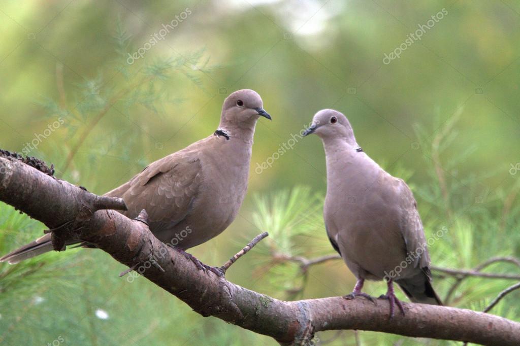 Two Turtle Doves
