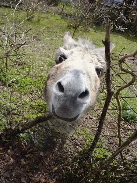 Happy cheeky donkey Stock Photos, Royalty Free Happy cheeky donkey ...