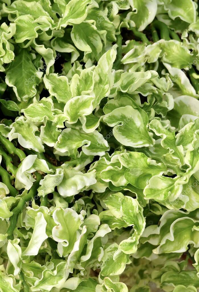 Conceptos Ecológicos, Cactus Redbird Verde, Flor Zapatilla, Judío-Bush ...