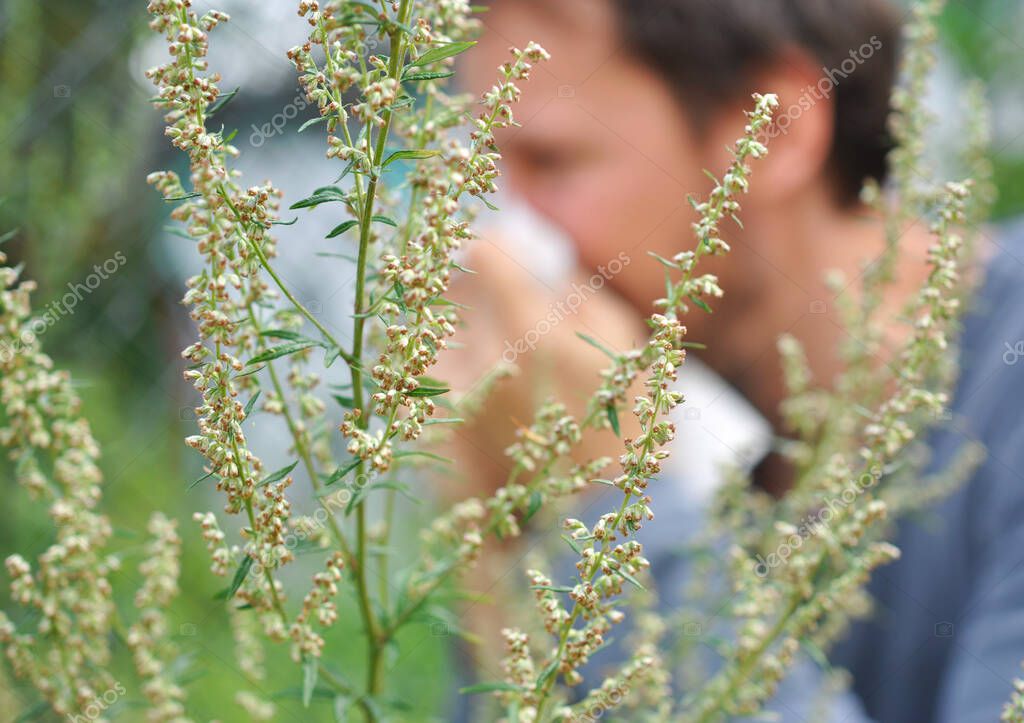 An unsharp man blowing his nose near flowering mugwort (Artemisia ...