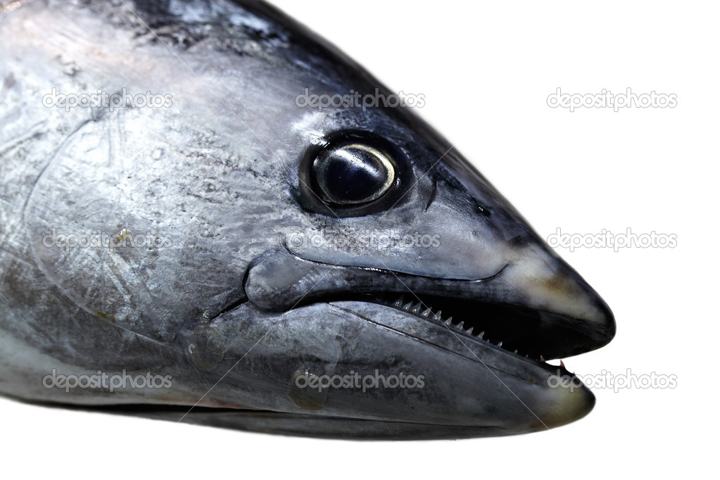 Fish head on white. Stock Photo by ©danr13 13189457