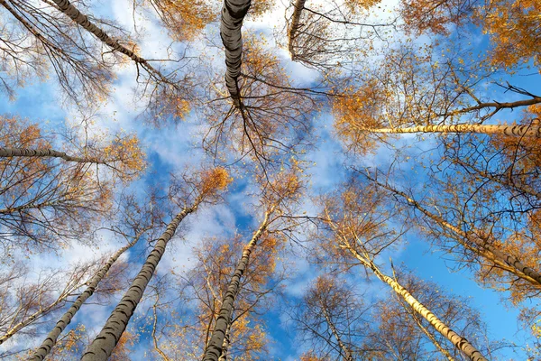 Low angle trees Stock Photos, Royalty Free Low angle trees Images ...