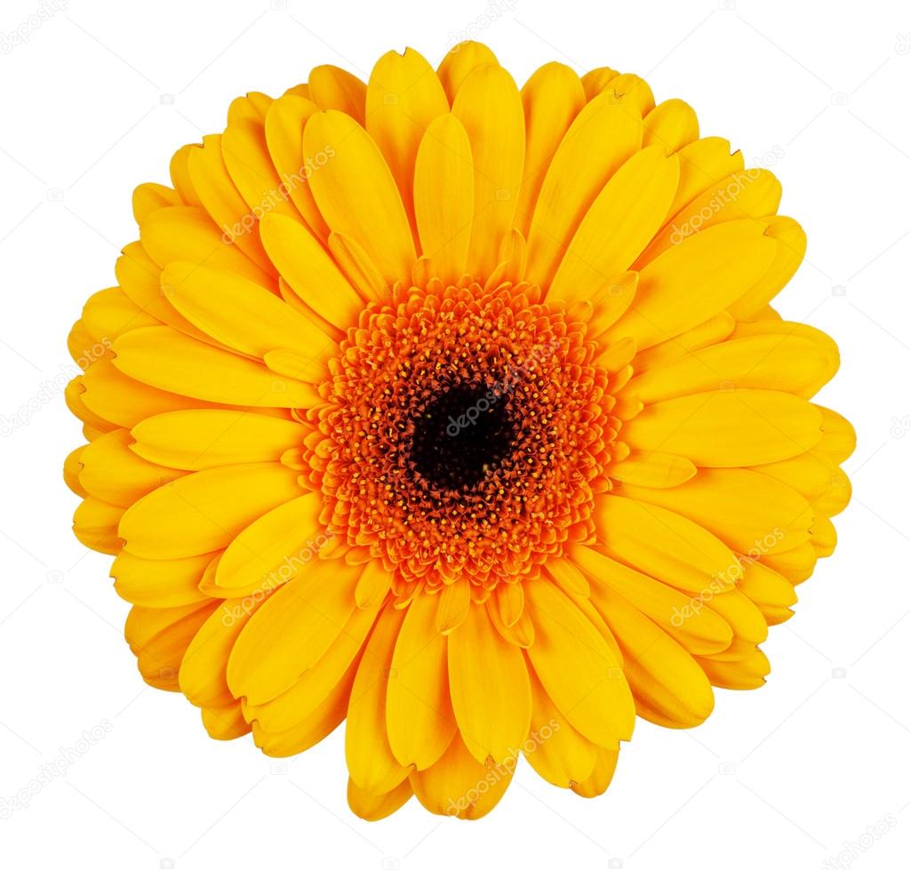 Large yellow-orange gerbera flower Stock Photo by ©Dimedrol68 14351041