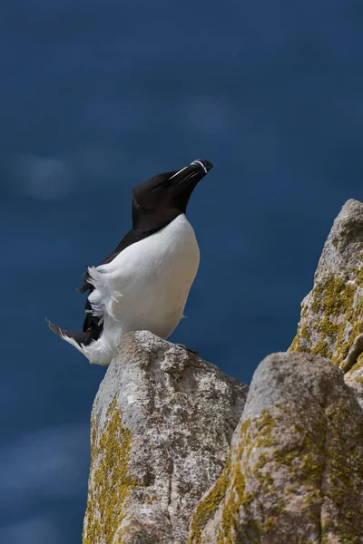 Razorbill Stock Photos, Royalty Free Razorbill Images | Depositphotos