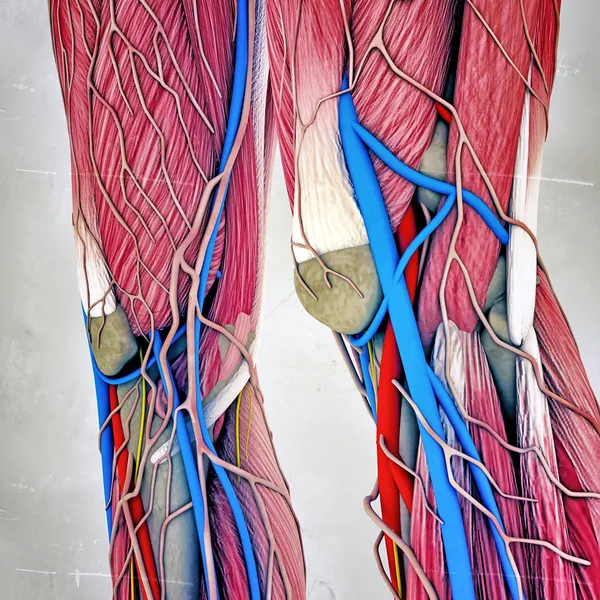 Músculos da perna imagens de stock, fotos de Músculos da perna | Baixar ...