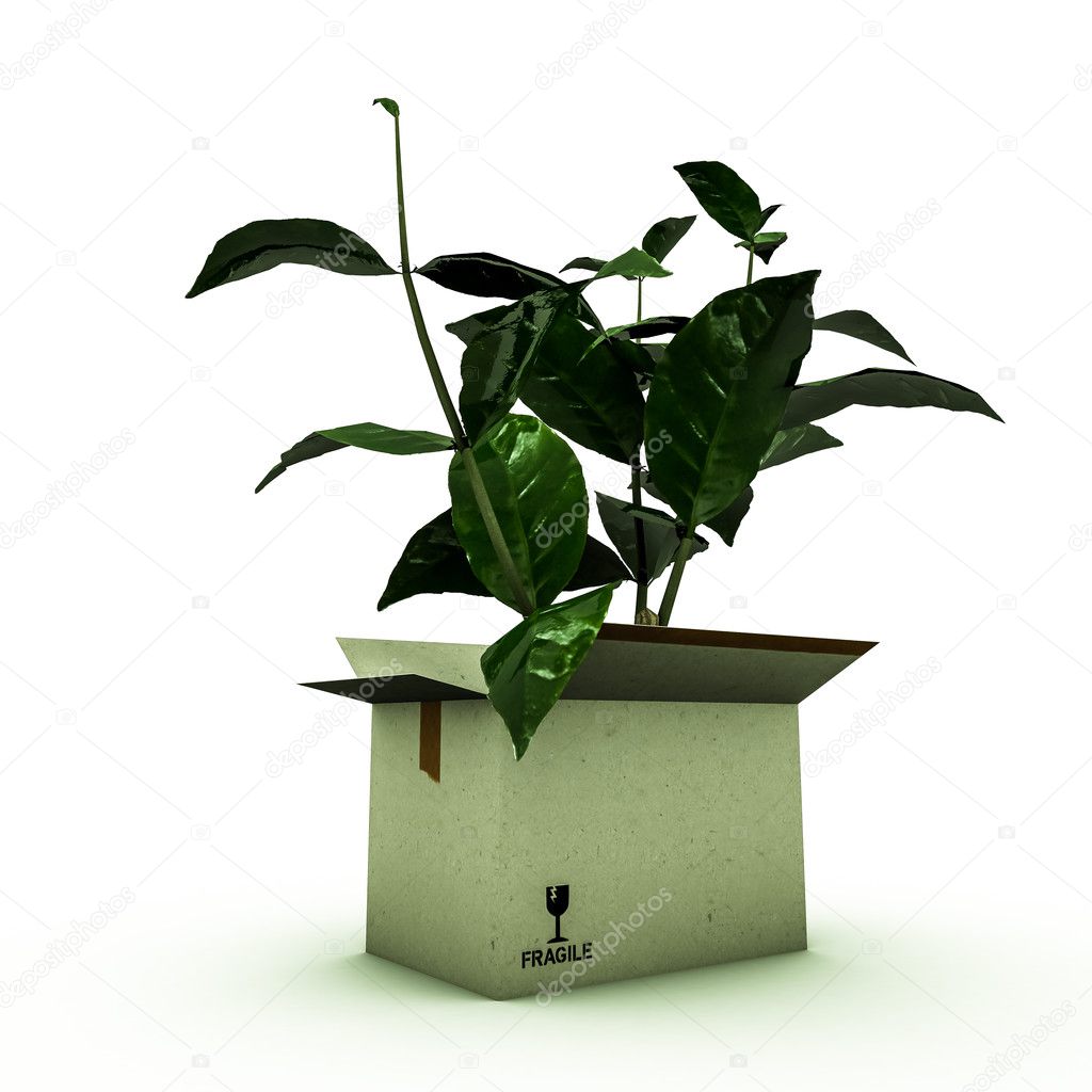 Plant inside a box Stock Photo by ©homeworks255 48900411