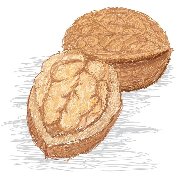 20,255,543 Walnuts texture Vector Images | Depositphotos