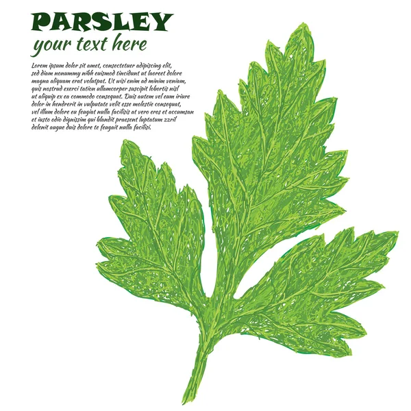 Parsley Vector Art Stock Images | Depositphotos