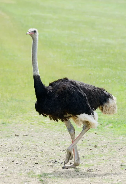 Prehistoric ostrich Stock Photos, Royalty Free Prehistoric ostrich ...