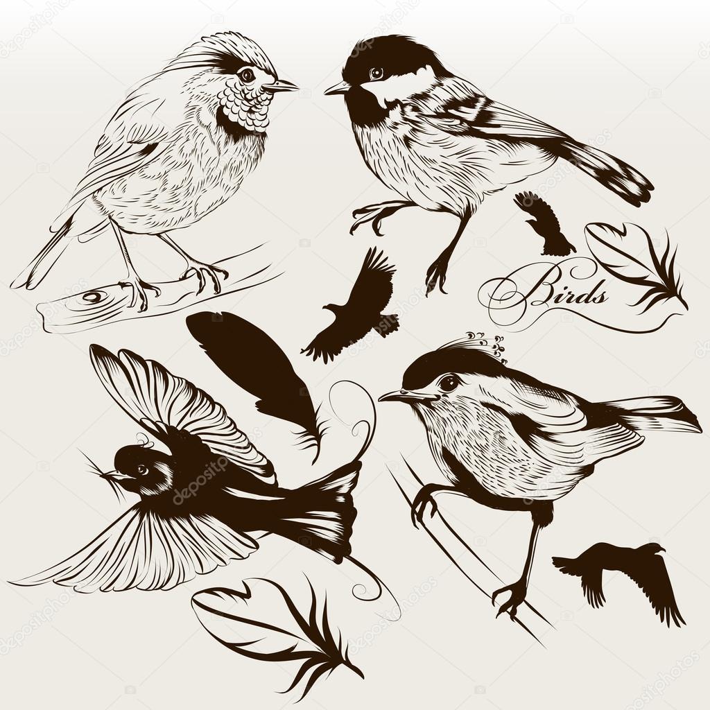 Colección de aves dibujadas a mano vectoriales para el diseño 2024