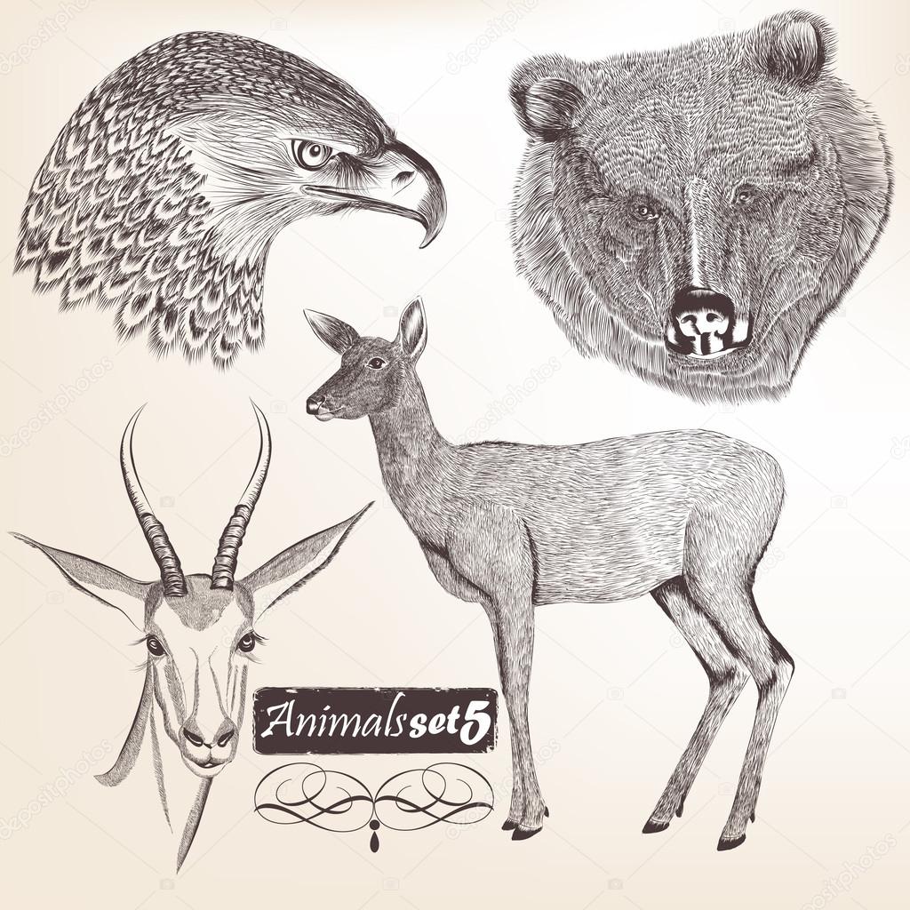 Collection of vector hand drawn animals Stock Vector Image by ...