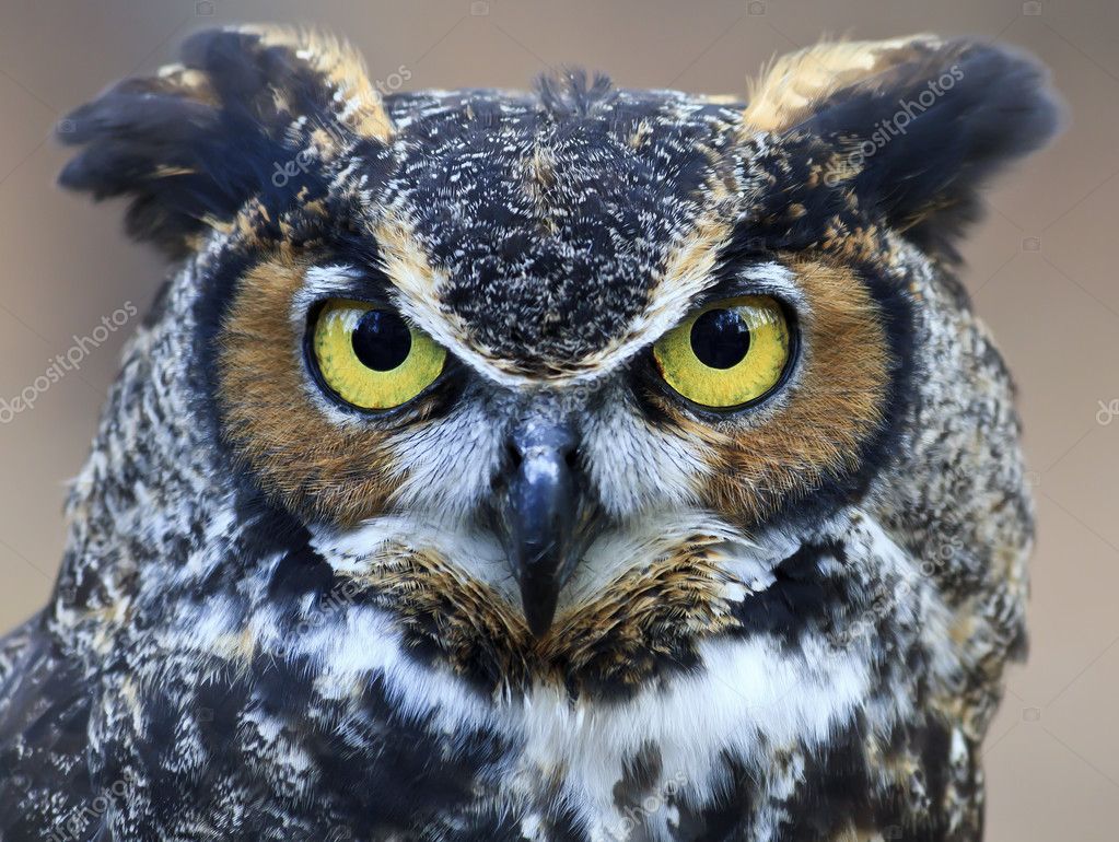 Great Horned Owl Stock Photo by ©JillLang 44705265