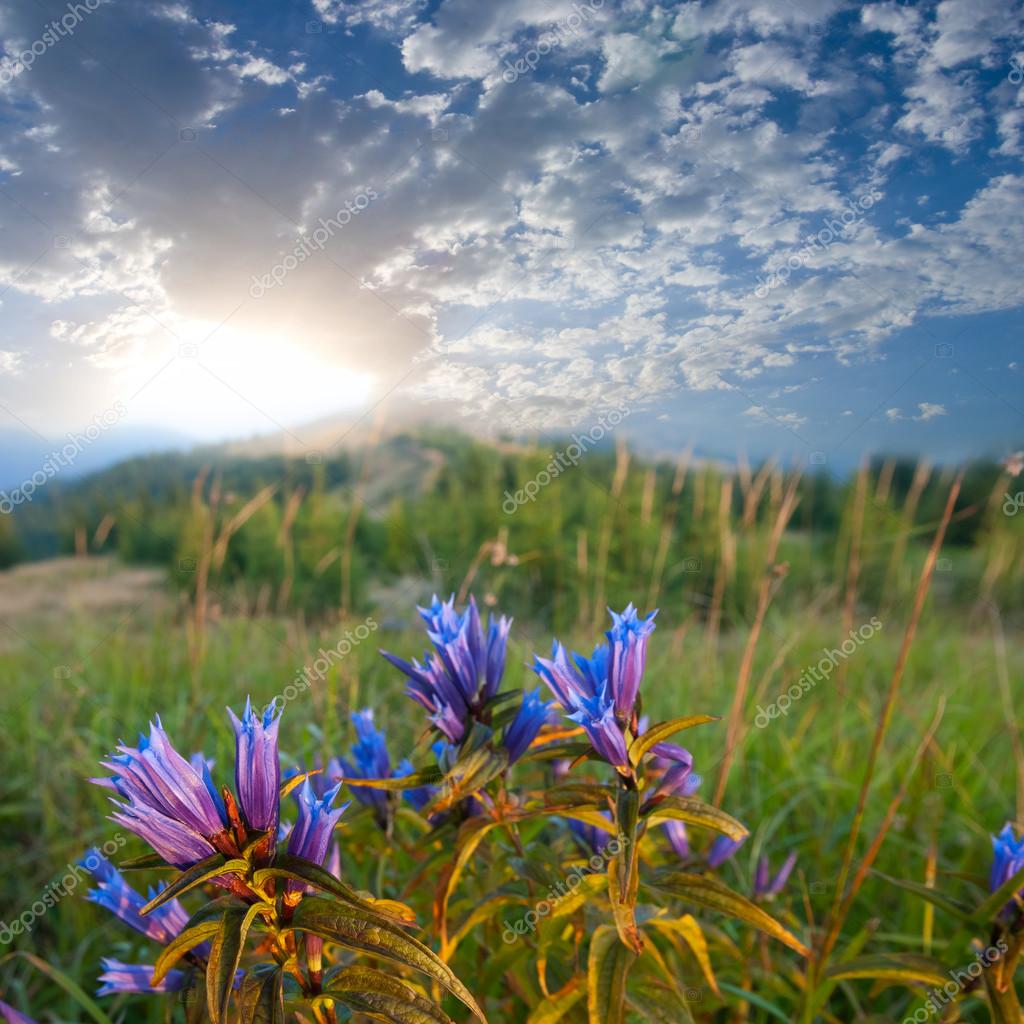 Flowers in a steppe at the early morning — Stock Photo © york_76 #17872217
