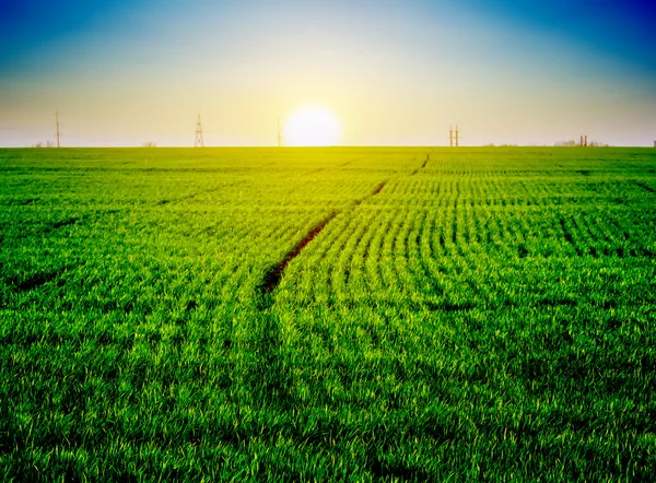 Sunrise field Stock Photos, Royalty Free Sunrise field Images ...