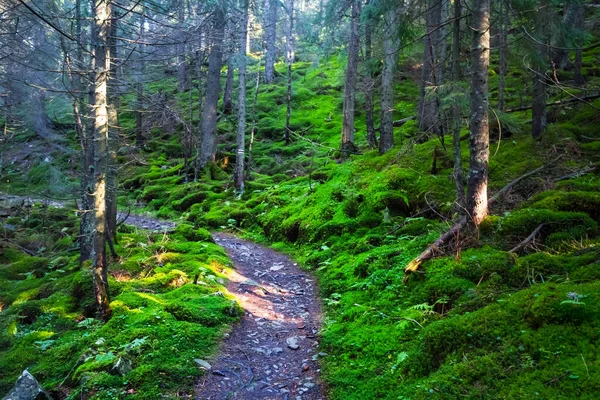 Newfoundland forest Stock Photos, Royalty Free Newfoundland forest ...