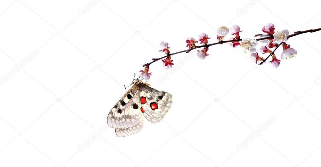 colorida mariposa apollo en rama de flor de sakura aislado en blanco 2023