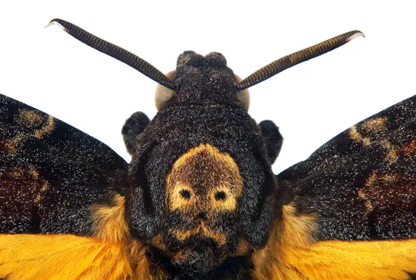 Death head moth Stock Photos, Royalty Free Death head moth Images ...