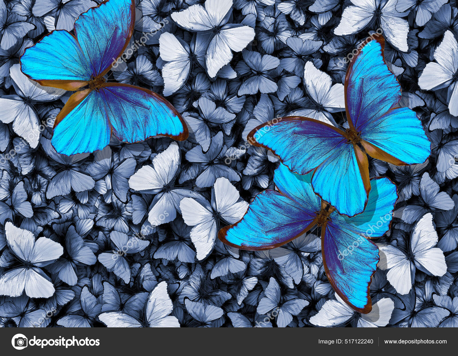 Blue Morpho Butterflies Texture Background — Stock Photo © krjaki1973 ...
