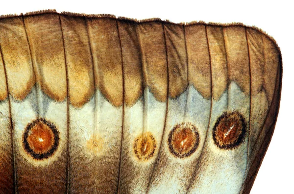Moth wing Stock Photos, Royalty Free Moth wing Images | Depositphotos
