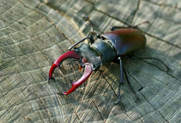 Stag beetle Stock Photos, Royalty Free Stag beetle Images | Depositphotos