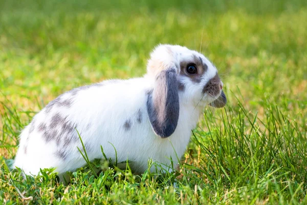 Holland lop rabbit Stock Photos, Royalty Free Holland lop rabbit Images ...