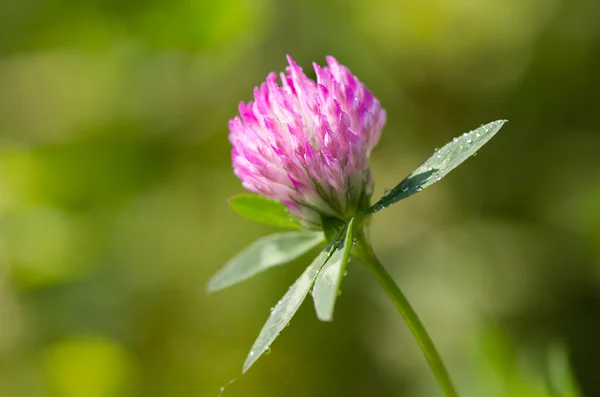Fotos de Flor de trevo, Imagens de Flor de trevo sem royalties ...