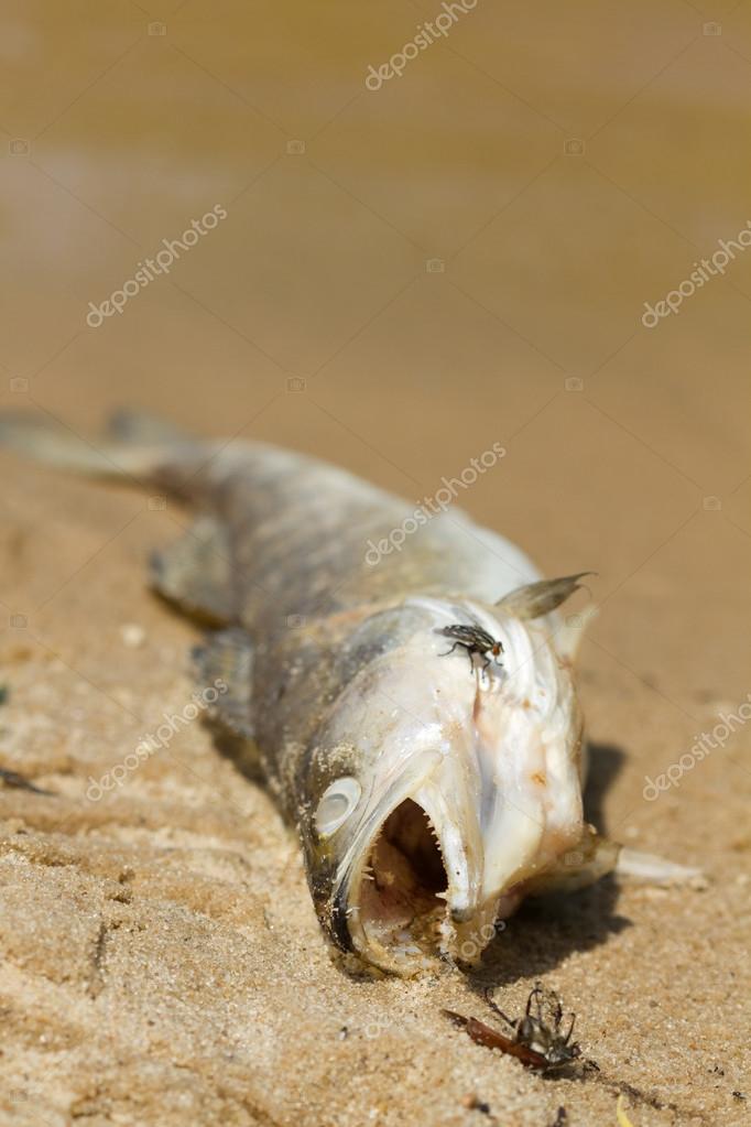 Dead fish — Stock Photo © labrador #31460419
